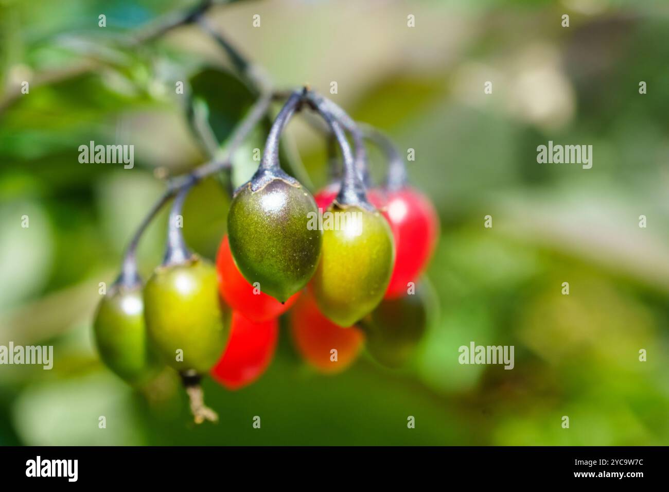Climbing nightshade hi-res stock photography and images - Alamy
