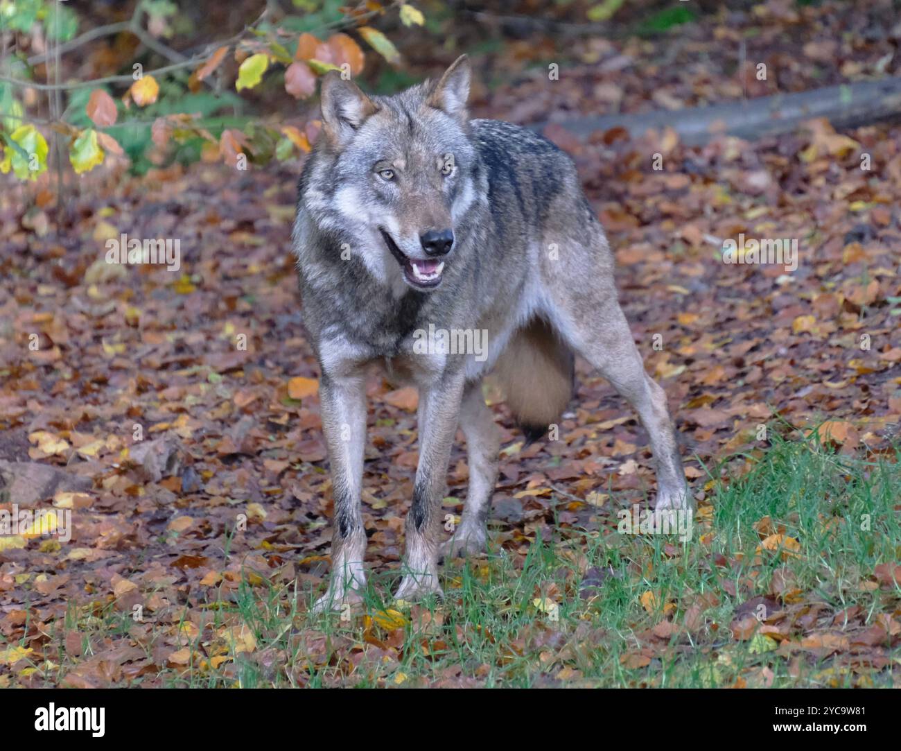 Wolf-Europaeischer Grauwolf in Deutschland in Aktion. Wolf-Grauwolf ...