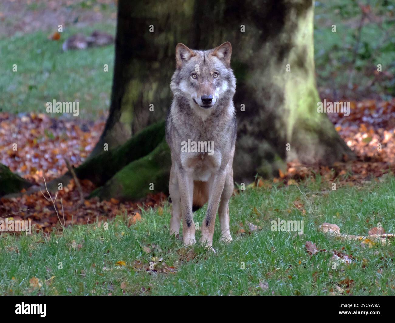 Wolf-Europaeischer Grauwolf in Deutschland in Aktion. Wolf-Grauwolf ...