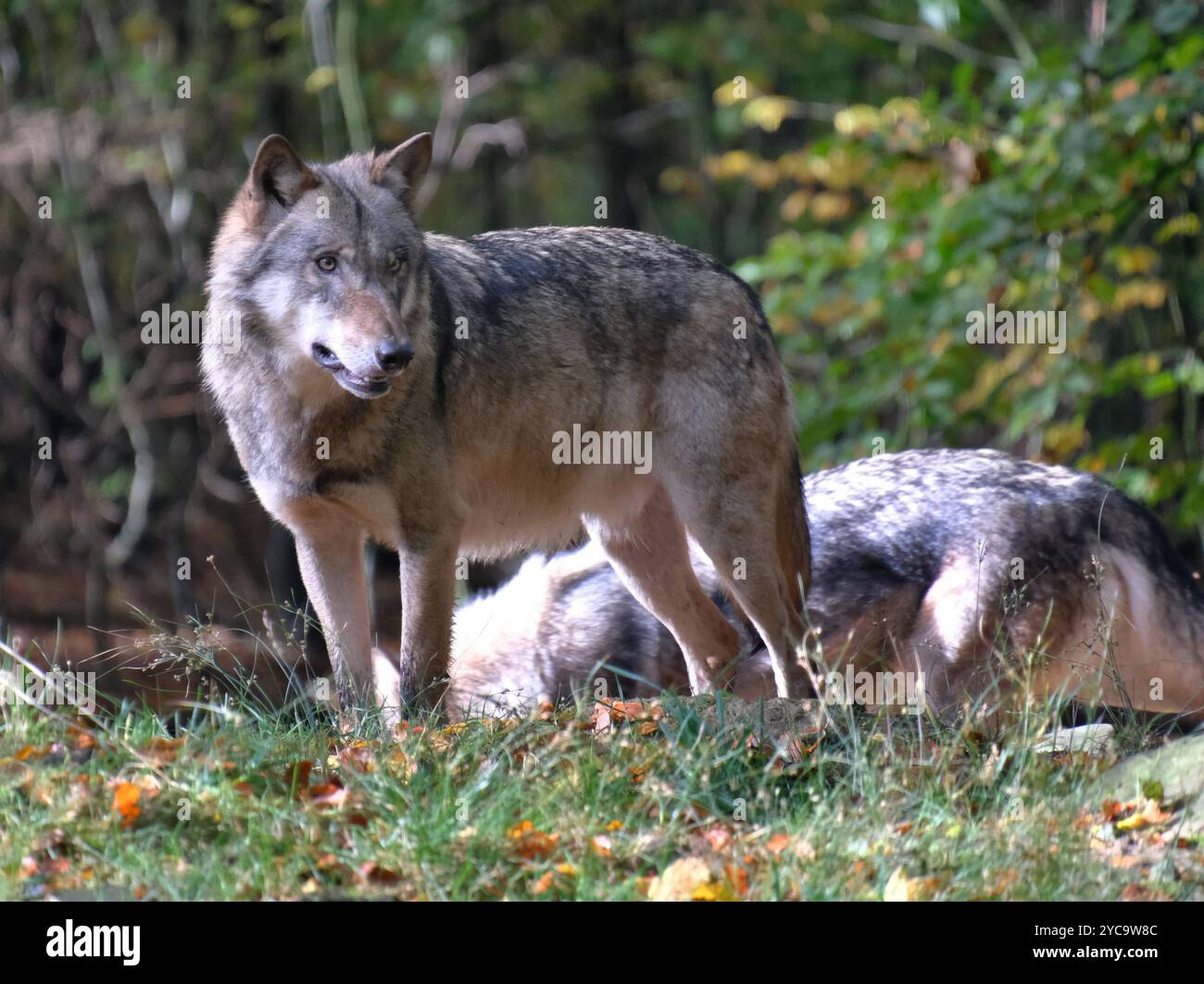 Wolf-Europaeischer Grauwolf in Deutschland in Aktion. Wolf-Grauwolf ...