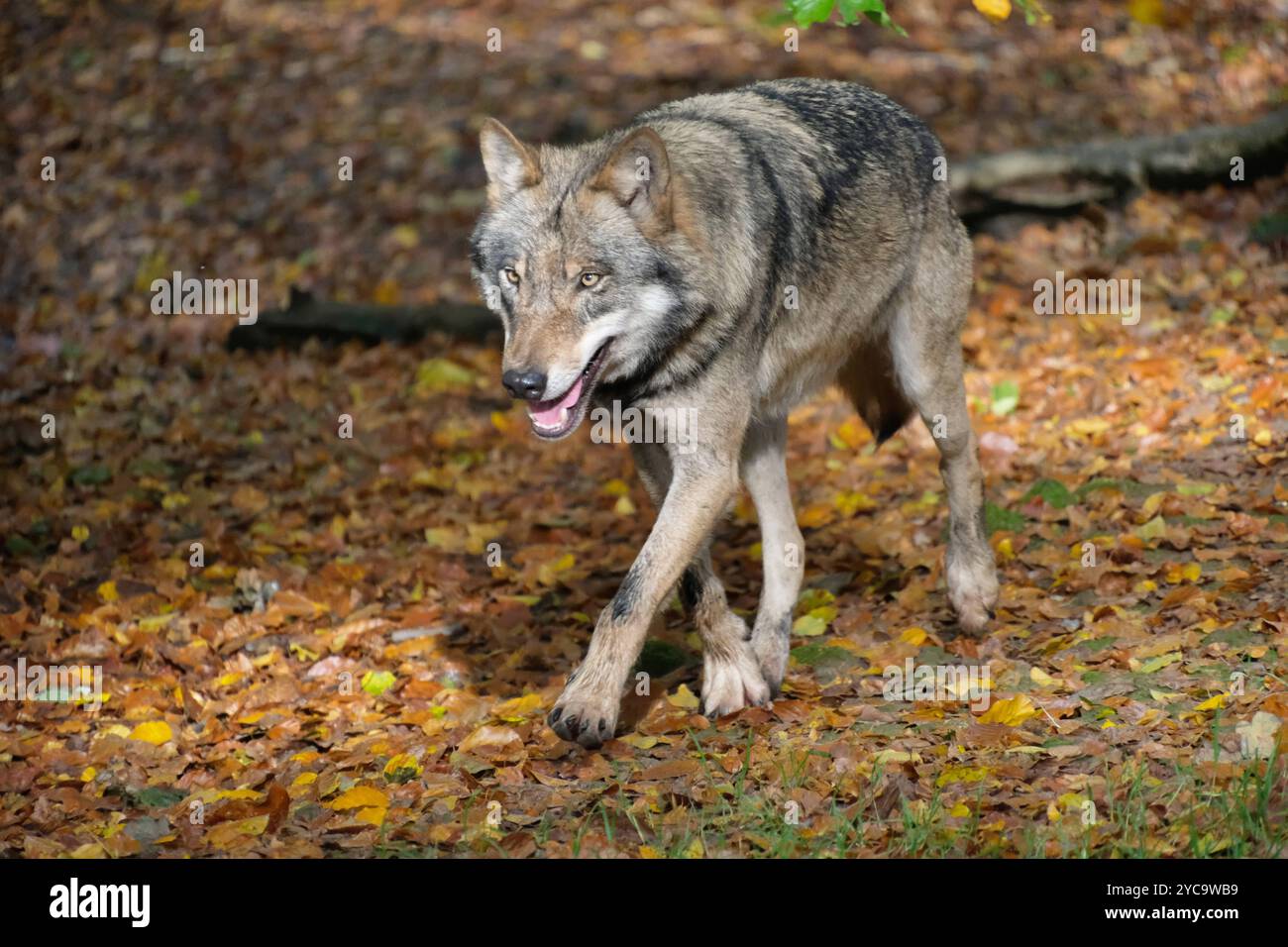 Wolf-Europaeischer Grauwolf in Deutschland in Aktion. Wolf-Grauwolf ...