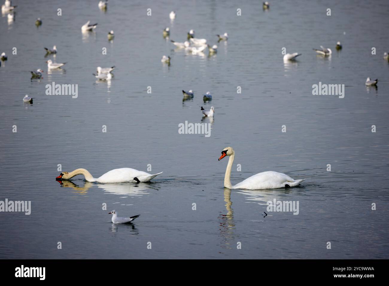 group of water birds on a lake Stock Photo - Alamy