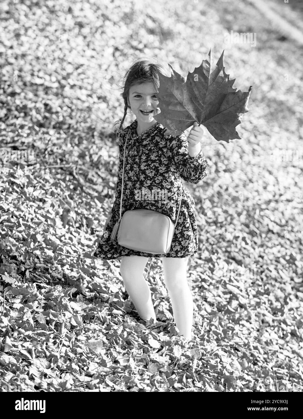 Falling maple leaves in Black and White Stock Photos & Images - Alamy