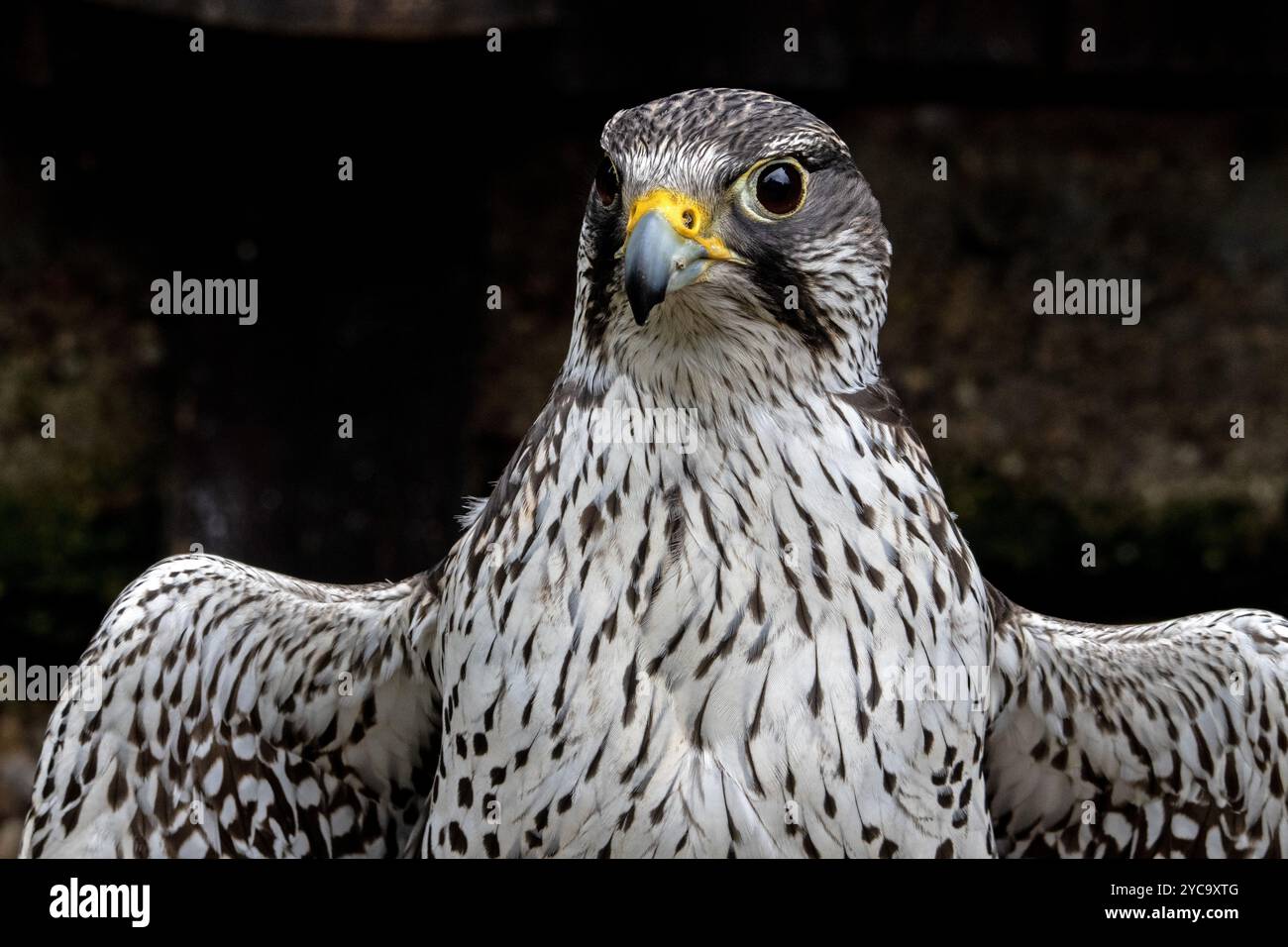 Portrait of a peregrine falcon seen from the front Stock Photo - Alamy