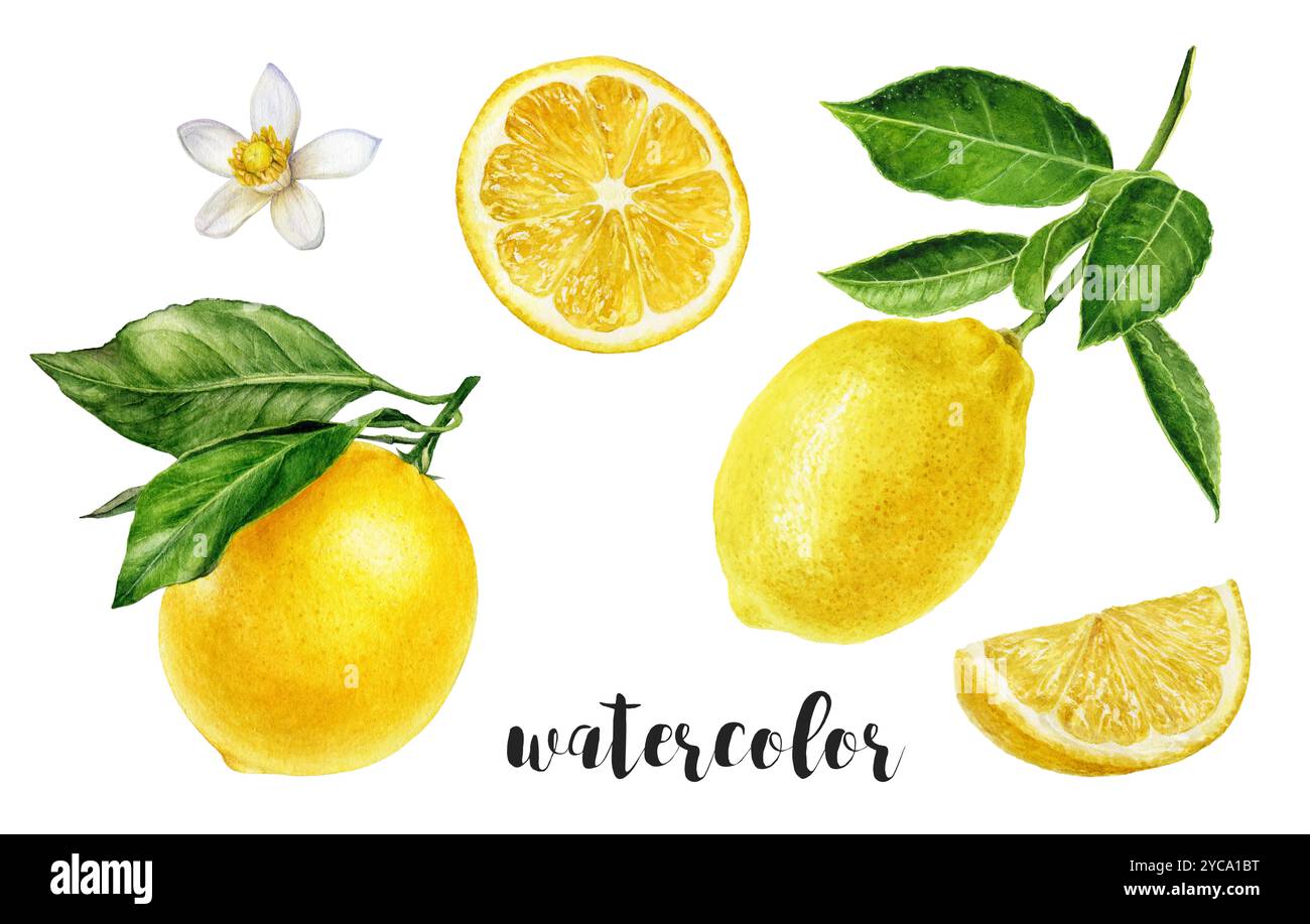 Watercolor Lemon Illustration with Green Leaves Fresh Citrus Art for ...