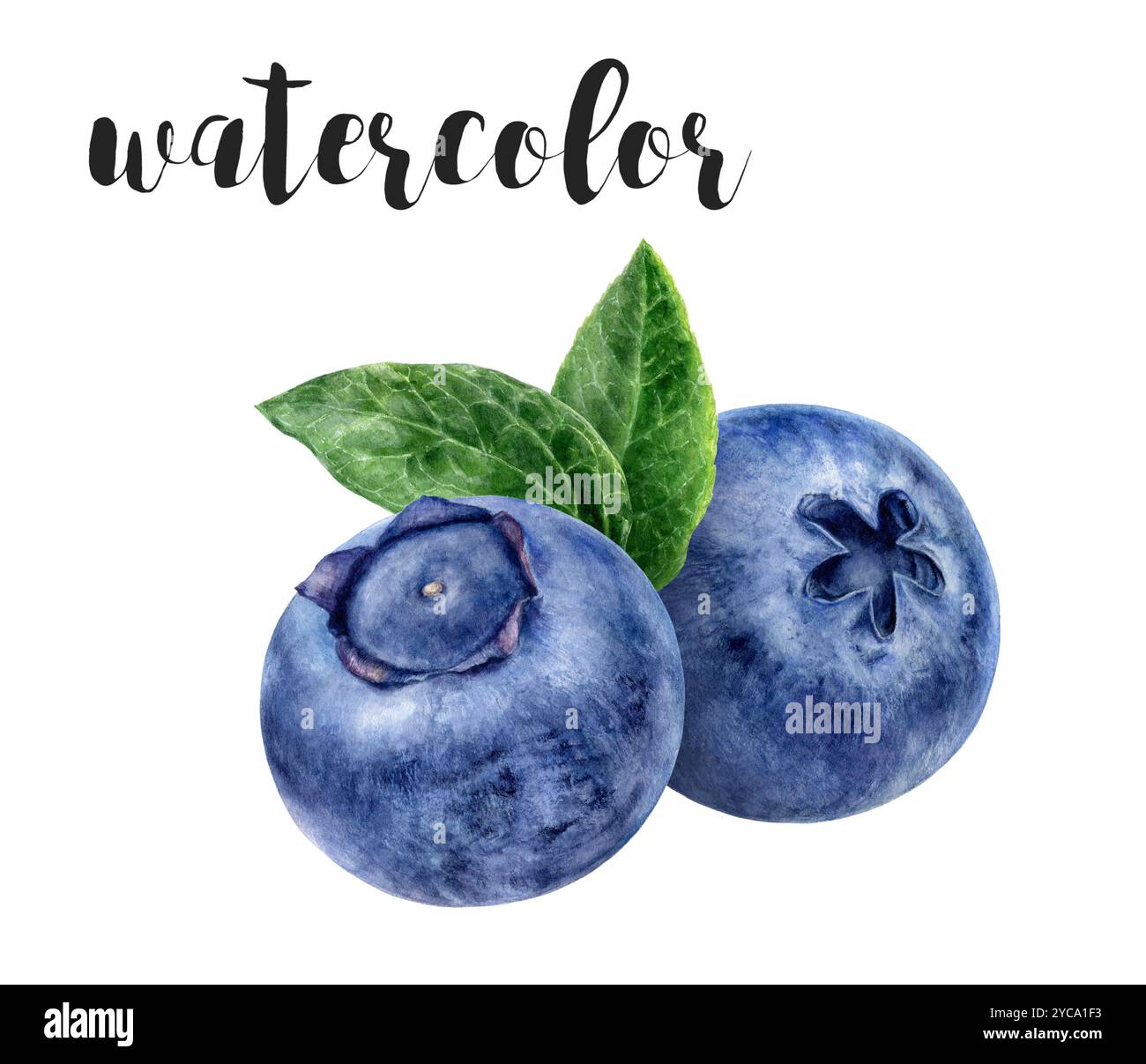 Hand-Painted Watercolor Blueberries and Leaves Botanical Illustration ...
