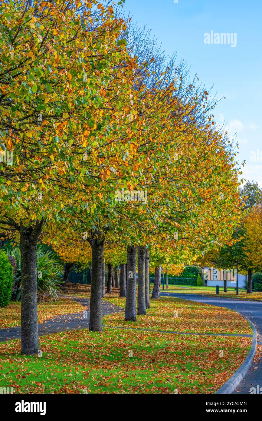 Suburban Street Lining Tree