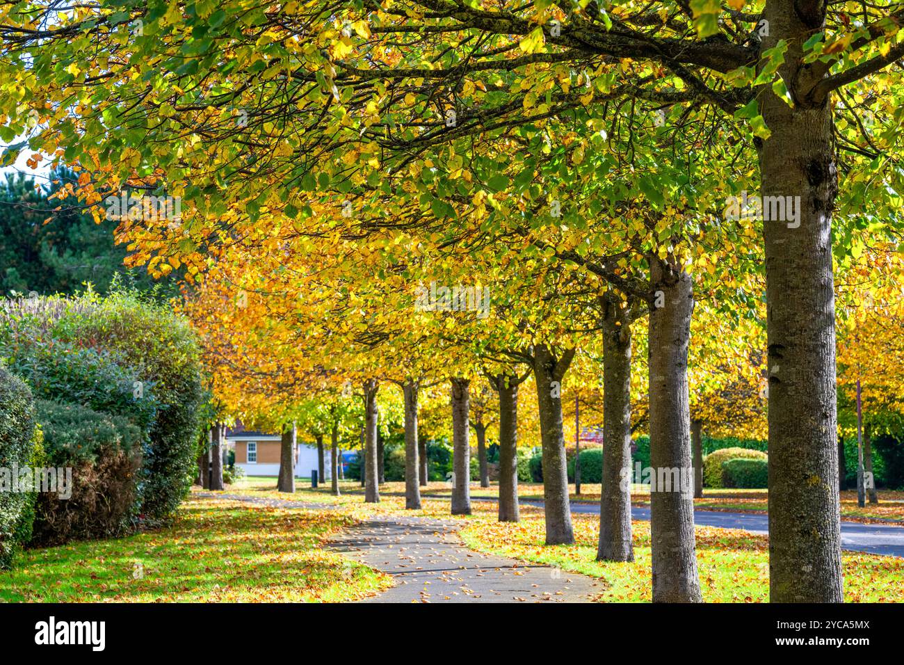 Suburban Street Lining Tree