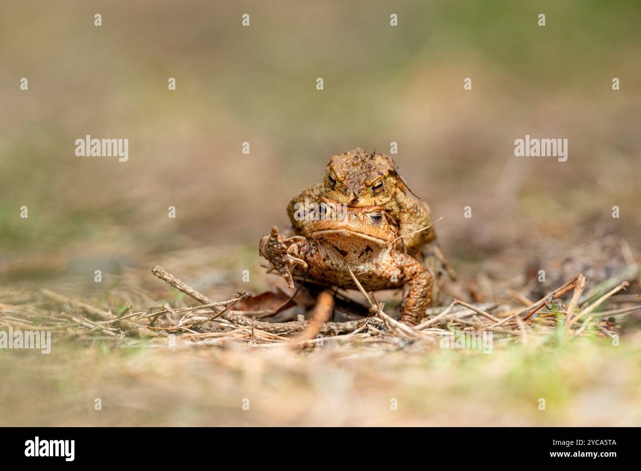 Common Toads (Bufo bufo) male and female displaying mating behaviour with male on female's back ...