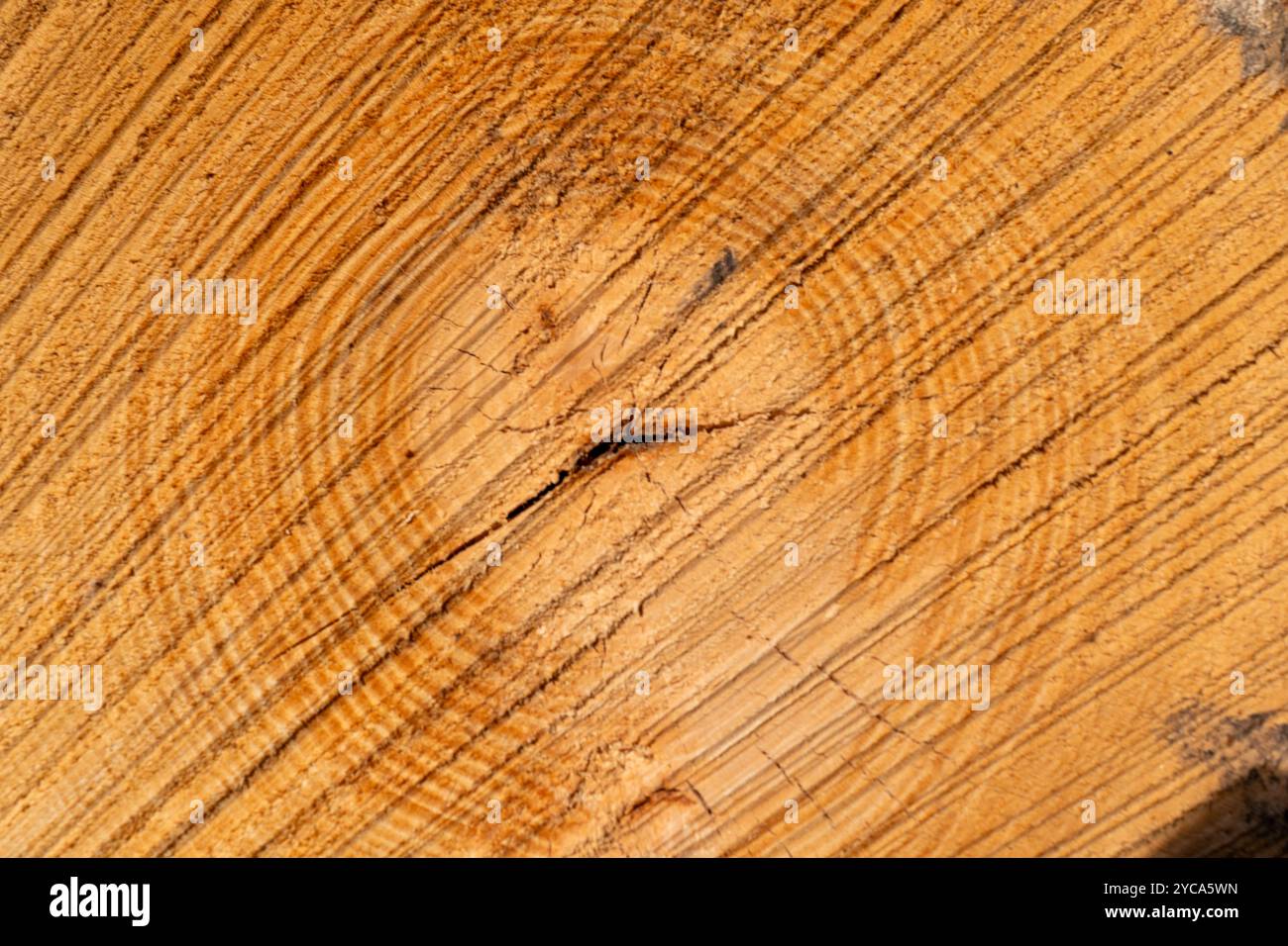 Close-up of a cross section of a tree with a distinct pattern in the ...