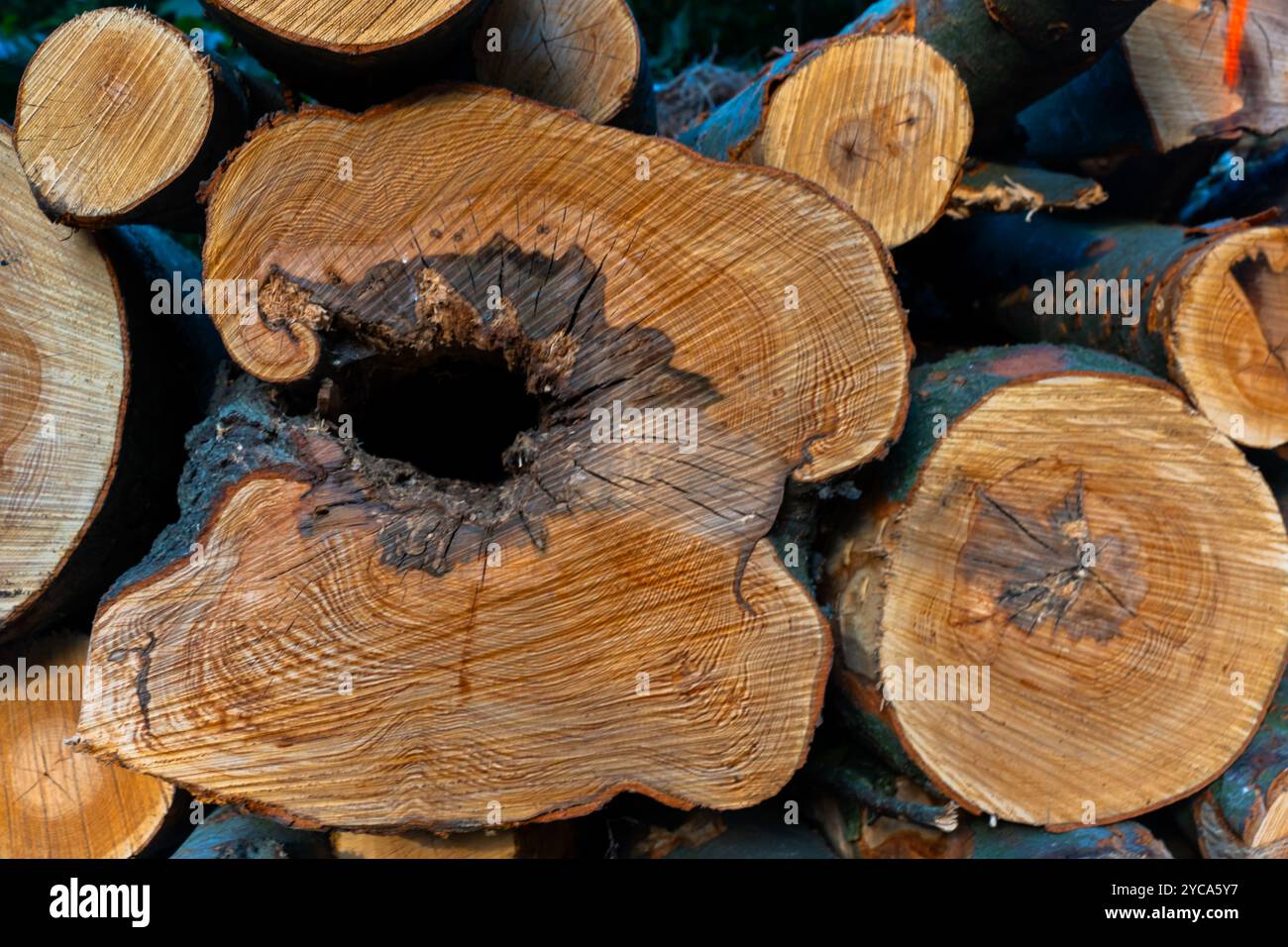 Cross-section of a tree log with hollow centre and growth rings ...