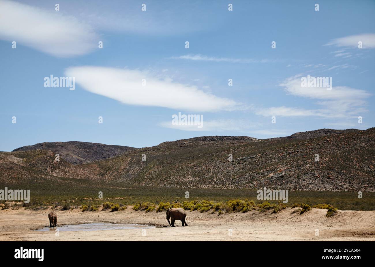 Conservation, elephant and walking for drinking water in river ...