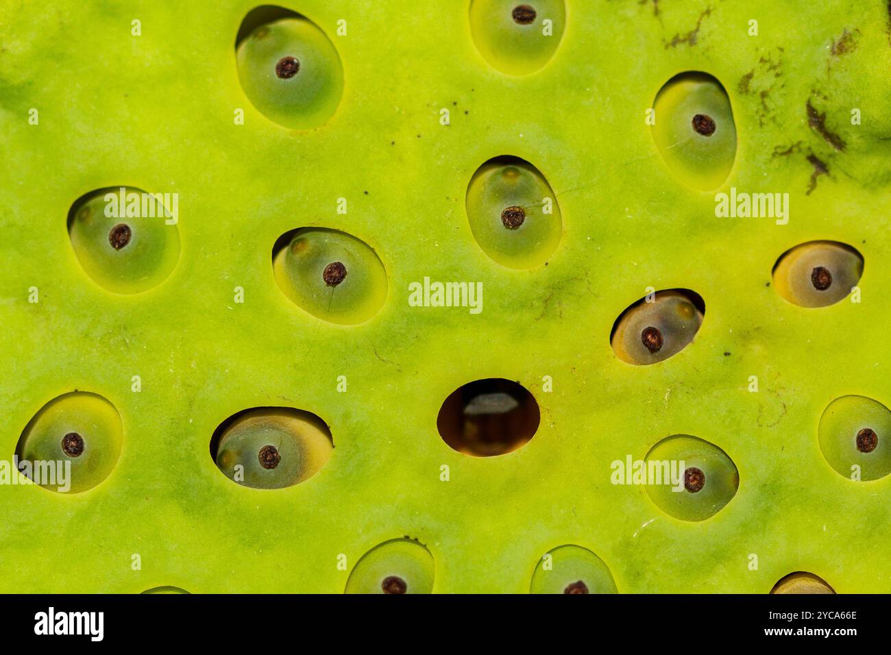 Lotus seed pod hi-res stock photography and images - Alamy