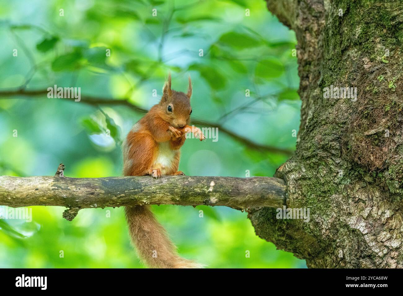 Red Squirrel (Sciurus vulgaris) cleaning paw in tree Scottish Highlands ...