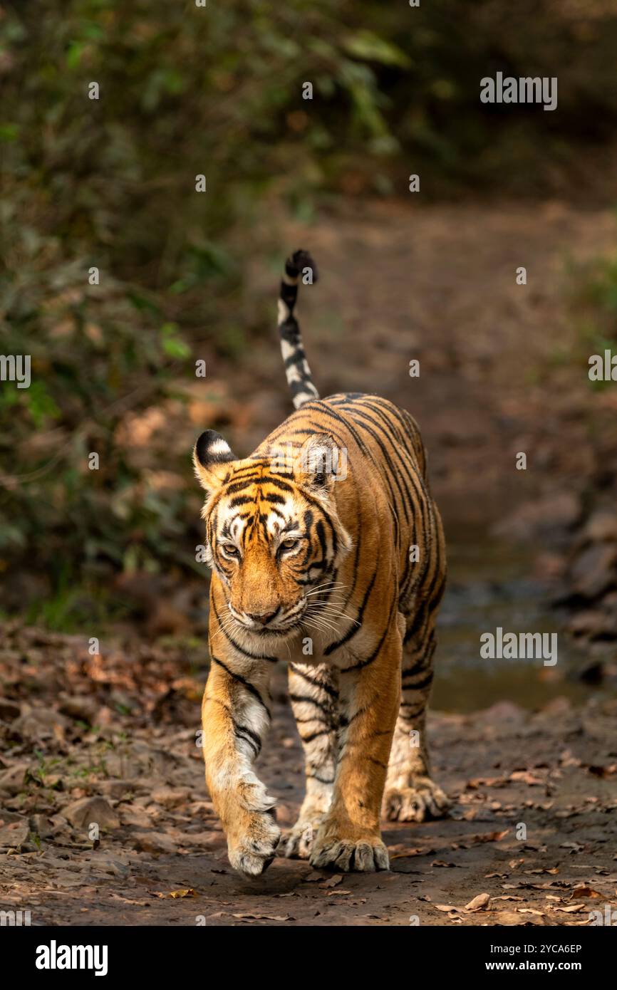wild royal bengal female tiger panthera tigris tigress walking head on ...