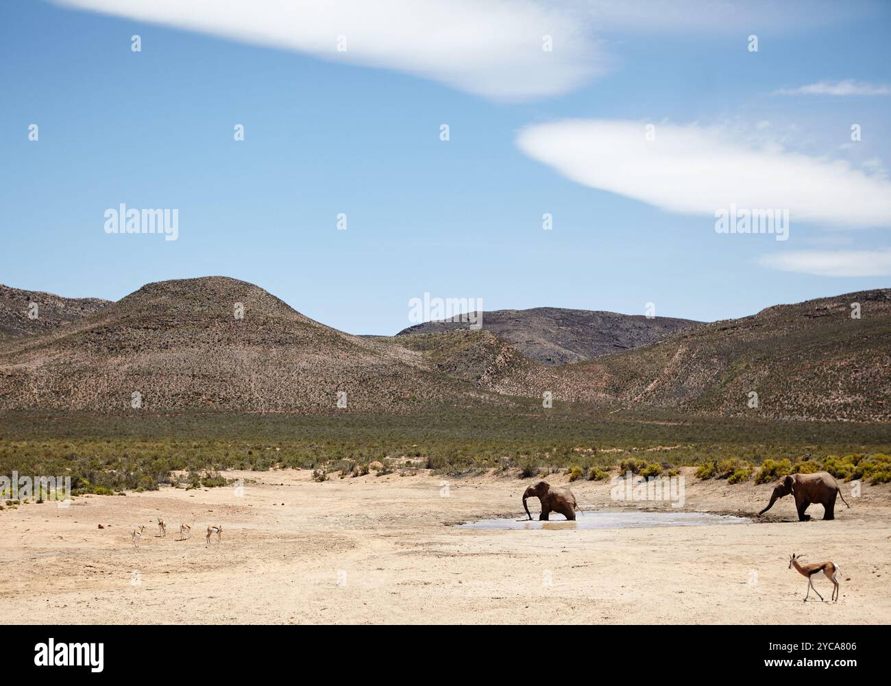 Animals, elephant and springbok in safari for wildlife, conservation ...