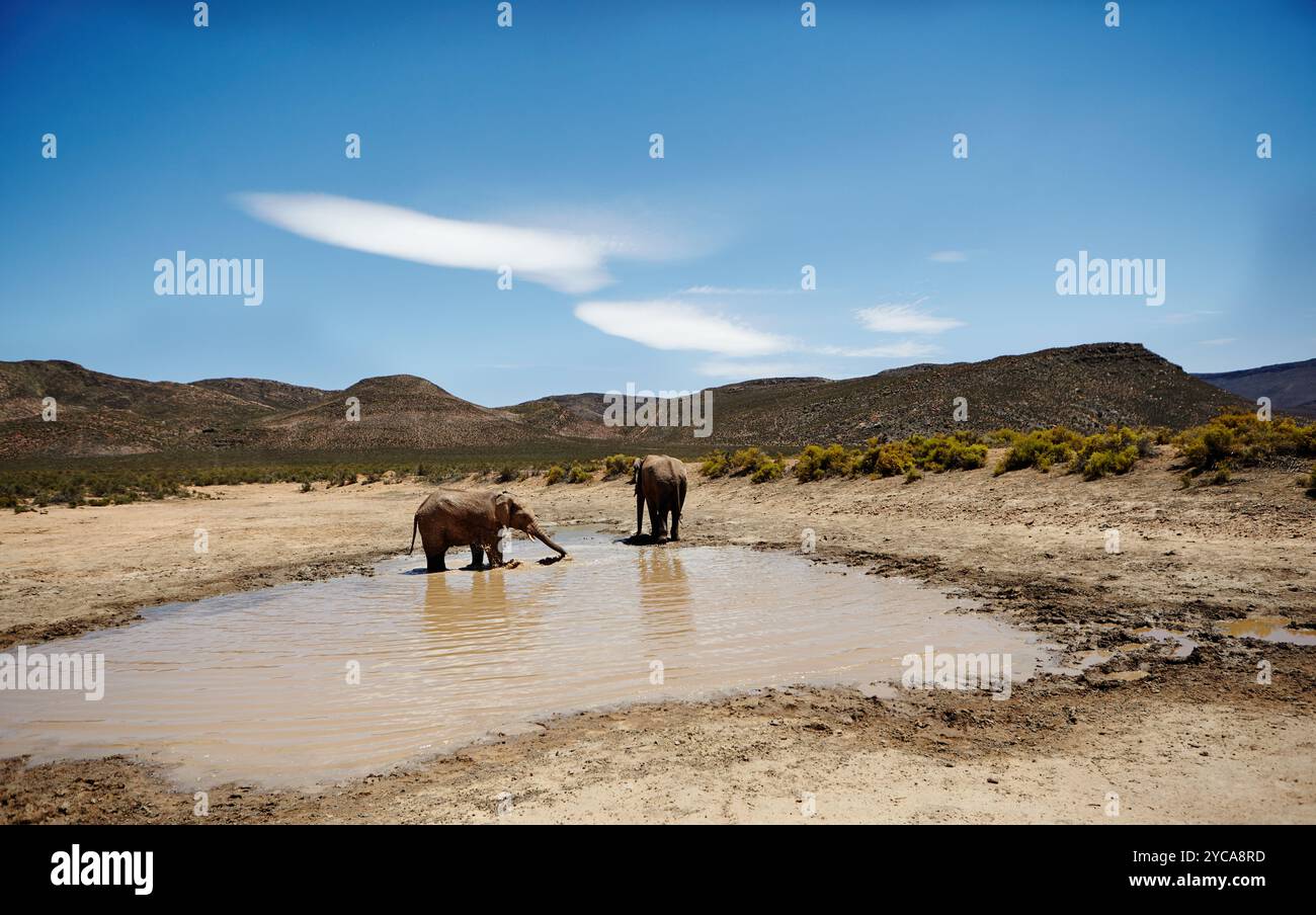Savannah, elephant and animals for drinking water in river, wildlife ...