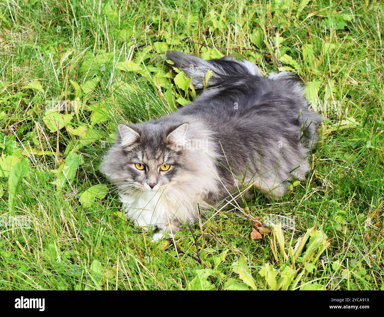gray purebreed Siberian cat outdoor in a grass field Stock Photo - Alamy