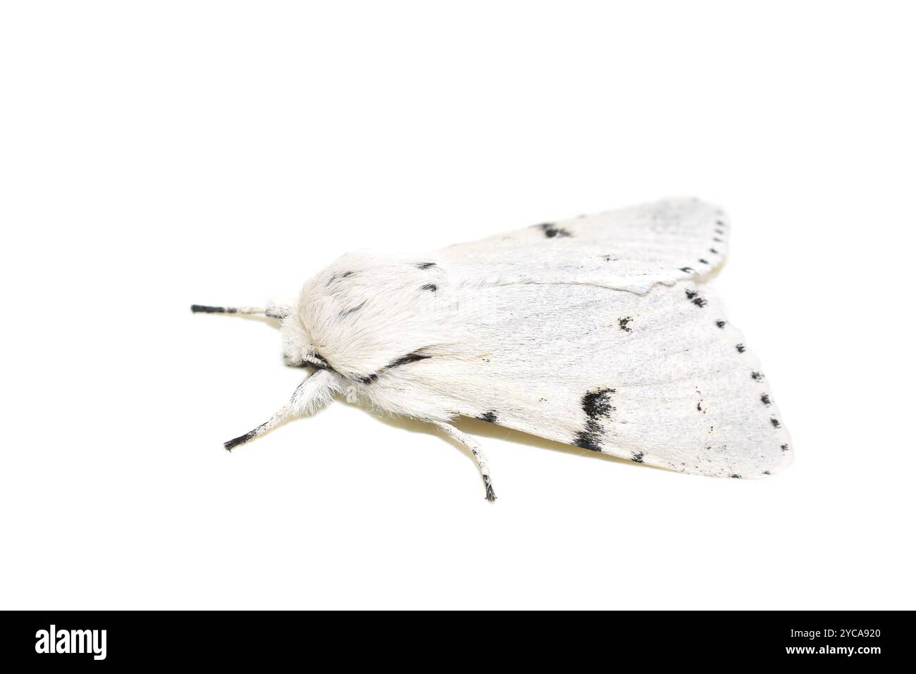 The black and white miller moth Acronicta leporina isolated on white ...