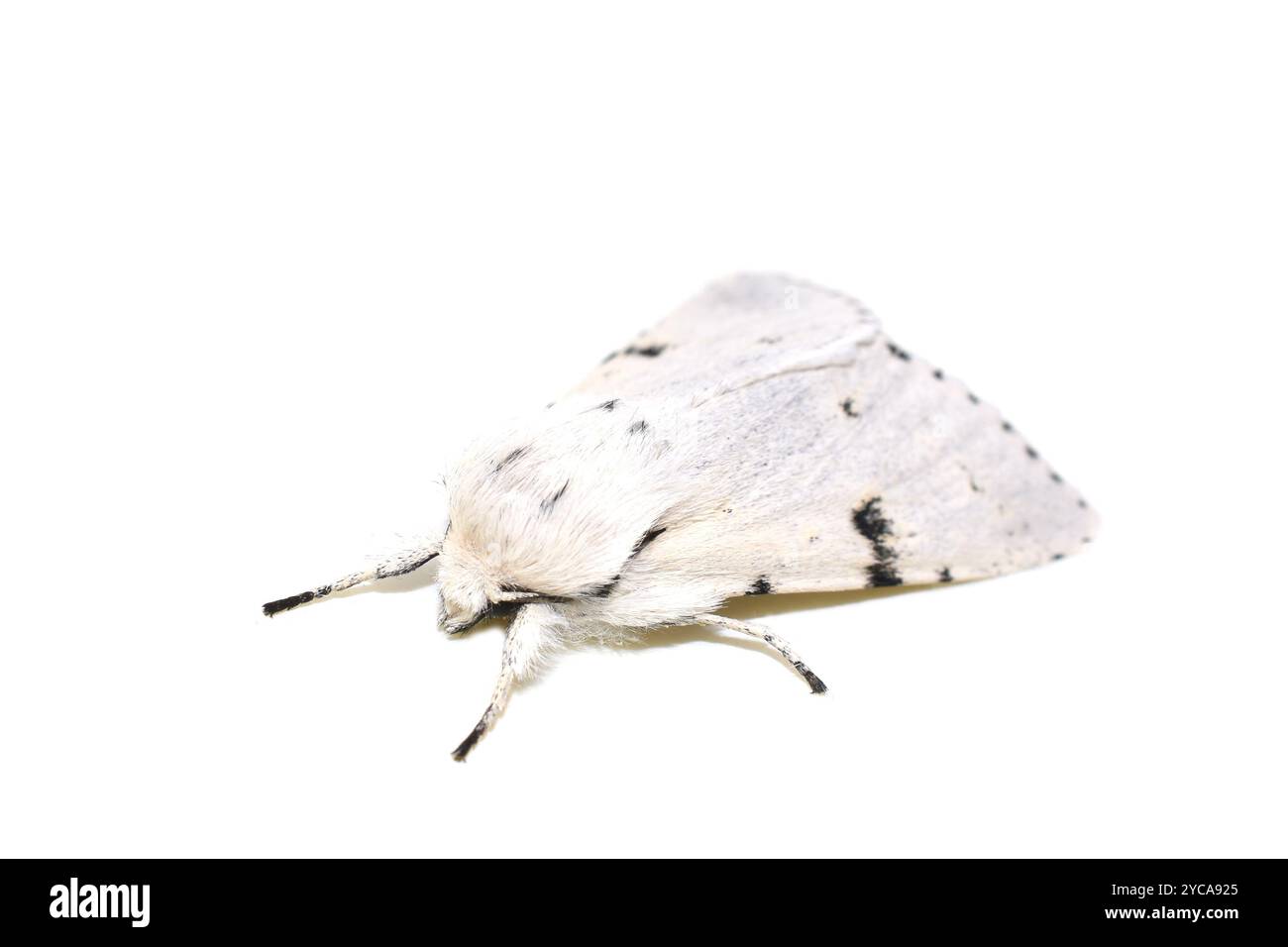 The black and white miller moth Acronicta leporina isolated on white ...