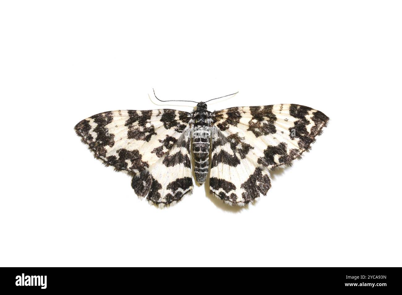 The argent and sable moth Rheumaptera hastata isolated on white ...