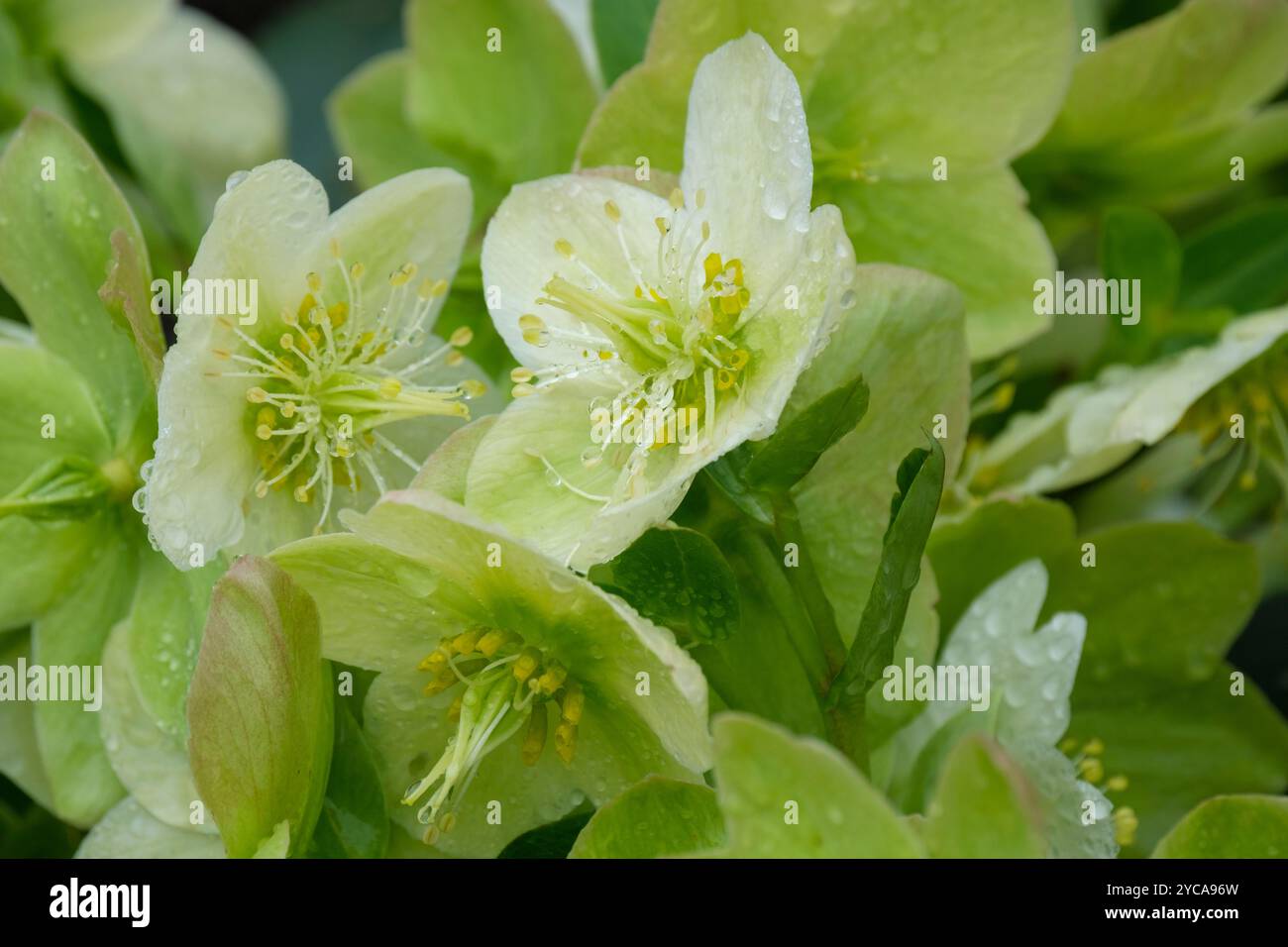Helleborus × nigercors Ice Breaker Max, Helleborus Coseh 750, hellebore ...