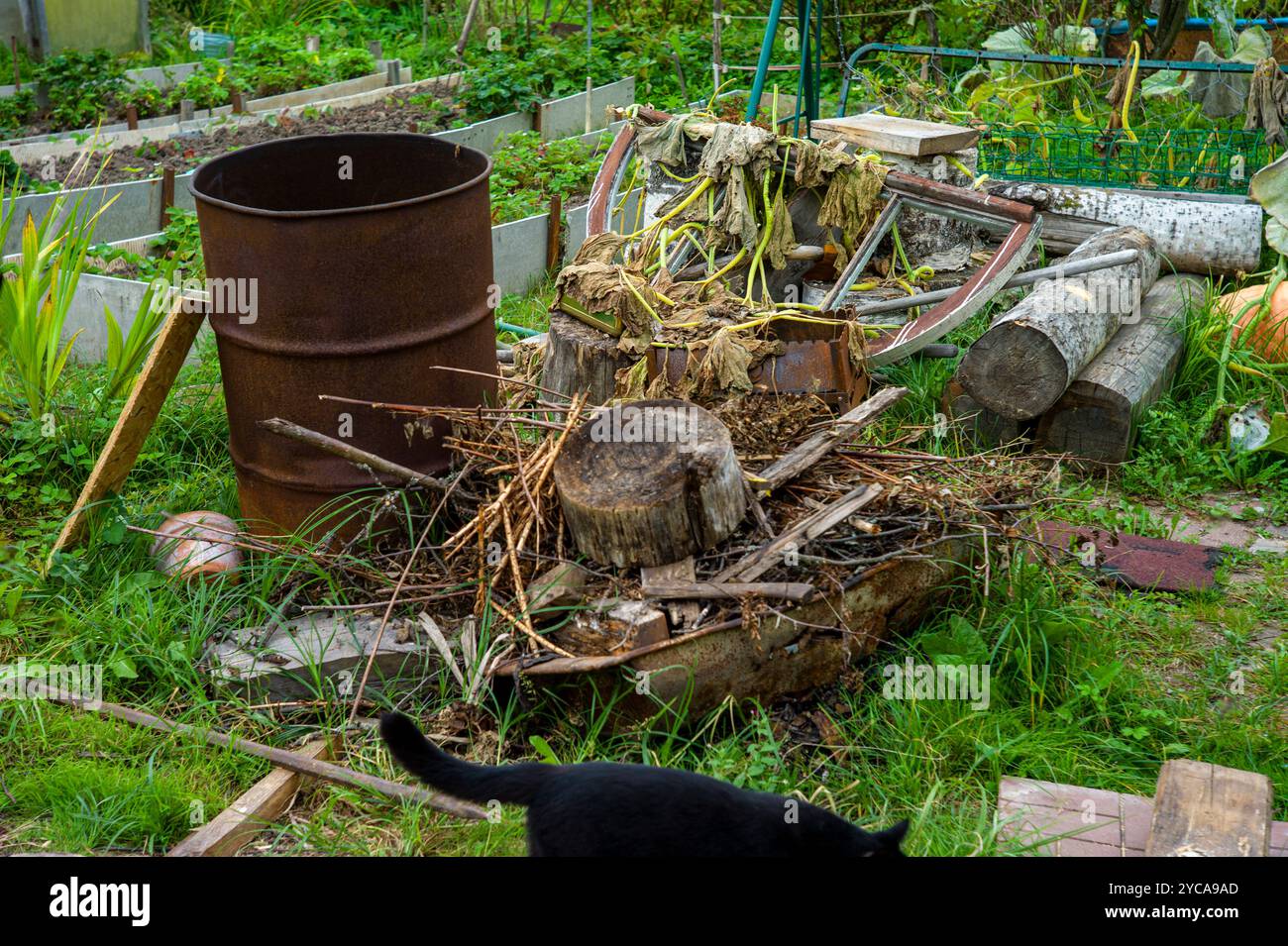 collection of garbage and black cat walking in a messy backyard Stock ...