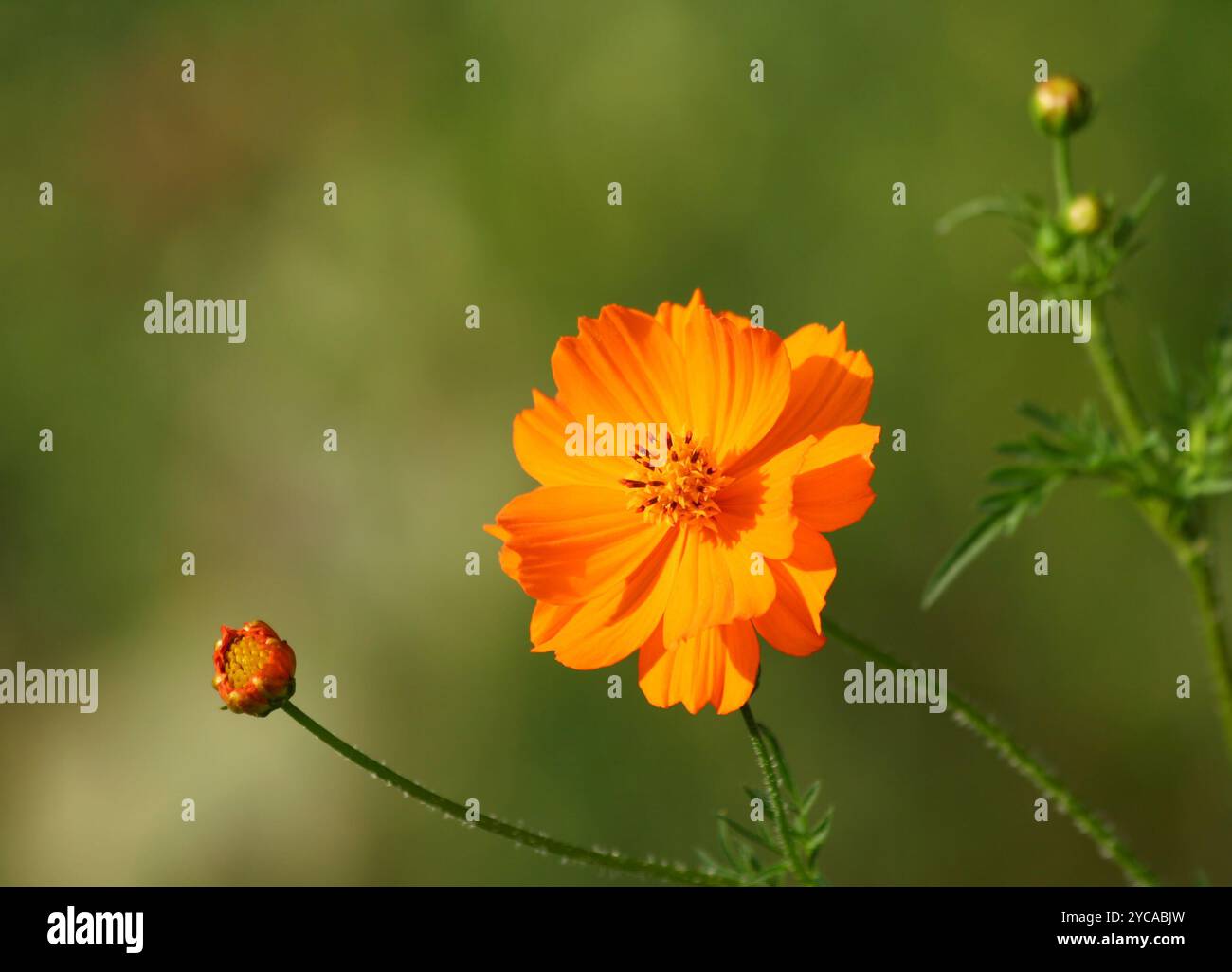 Coal flora hi-res stock photography and images - Alamy