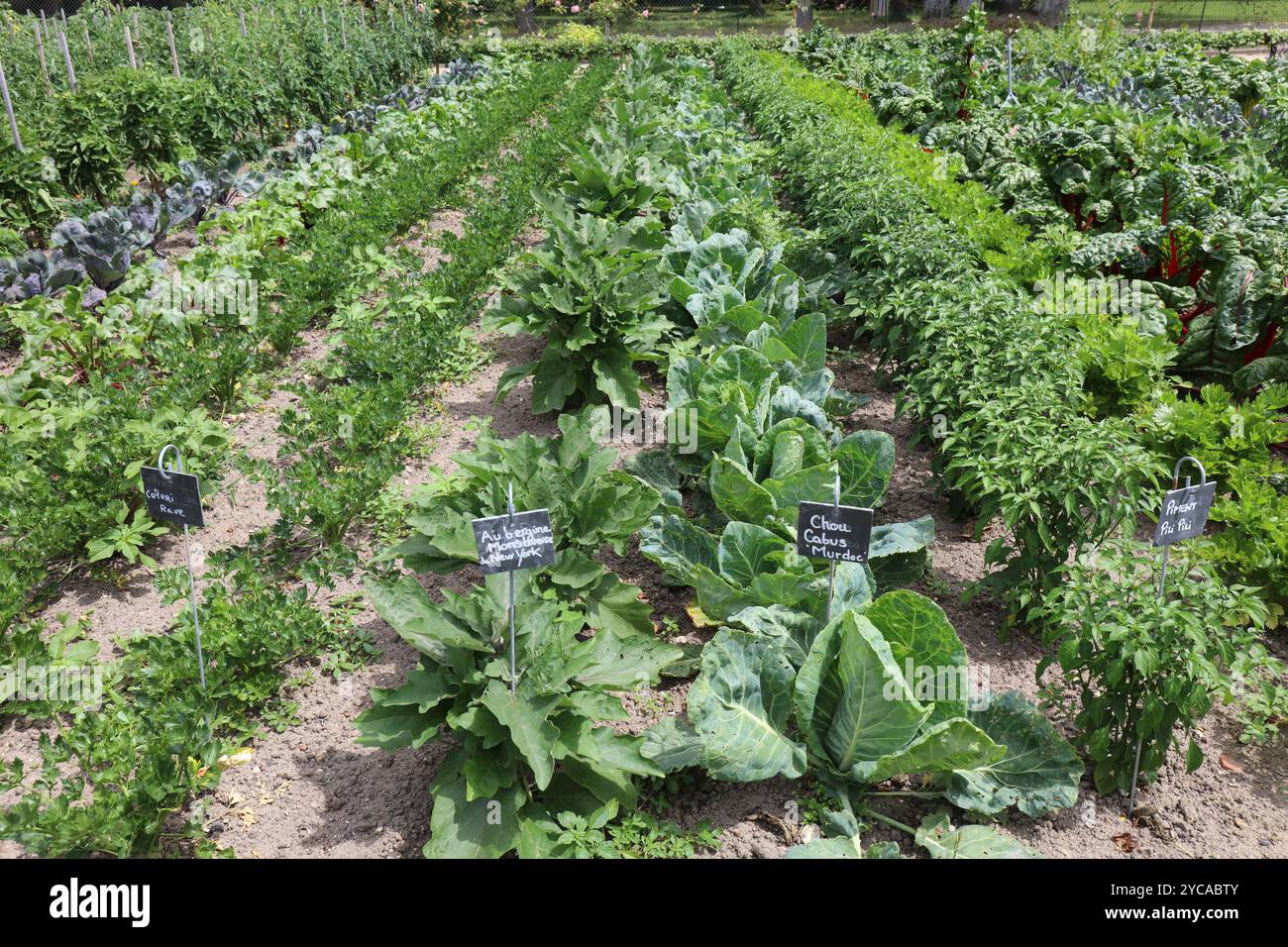 Vegetable garden with vegetables, name tags in French Stock Photo - Alamy