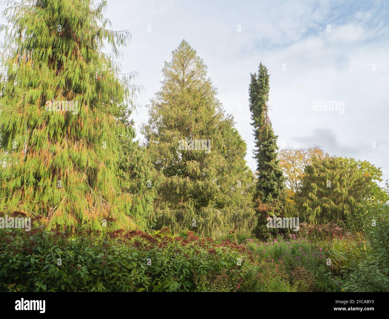 Conifers on display at The Garden House, Devon, UK (detailas below ...