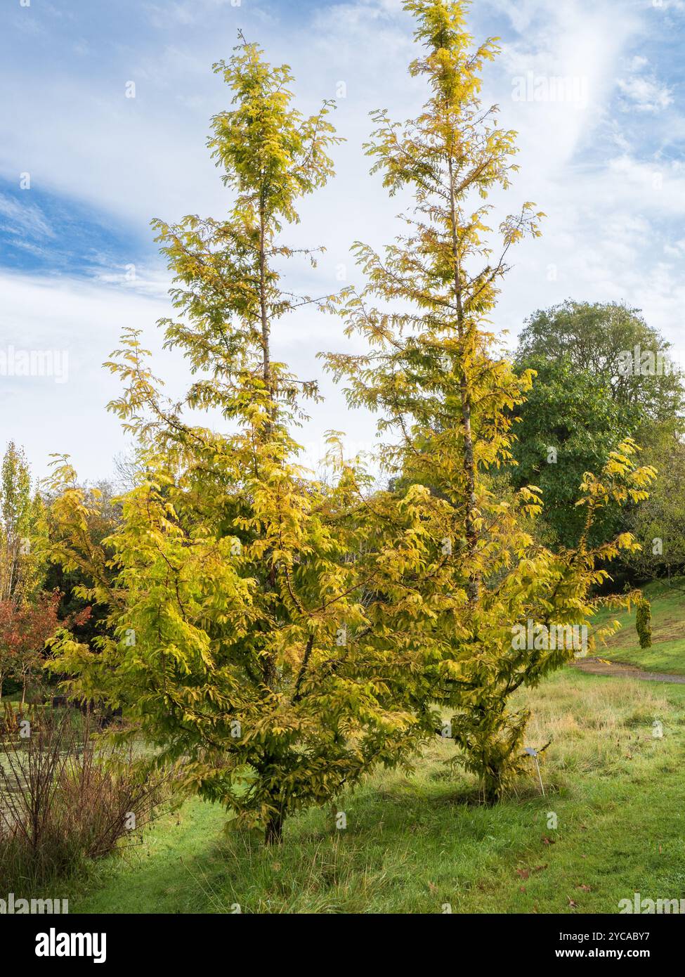 Yellow autumn folage of Metasequoia glyptostroboides 'Gold Rush' in the ...