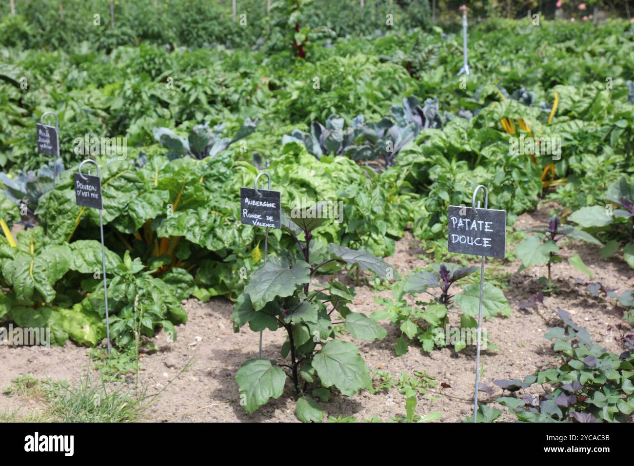 Vegetable garden with vegetables, name tags in French Stock Photo - Alamy