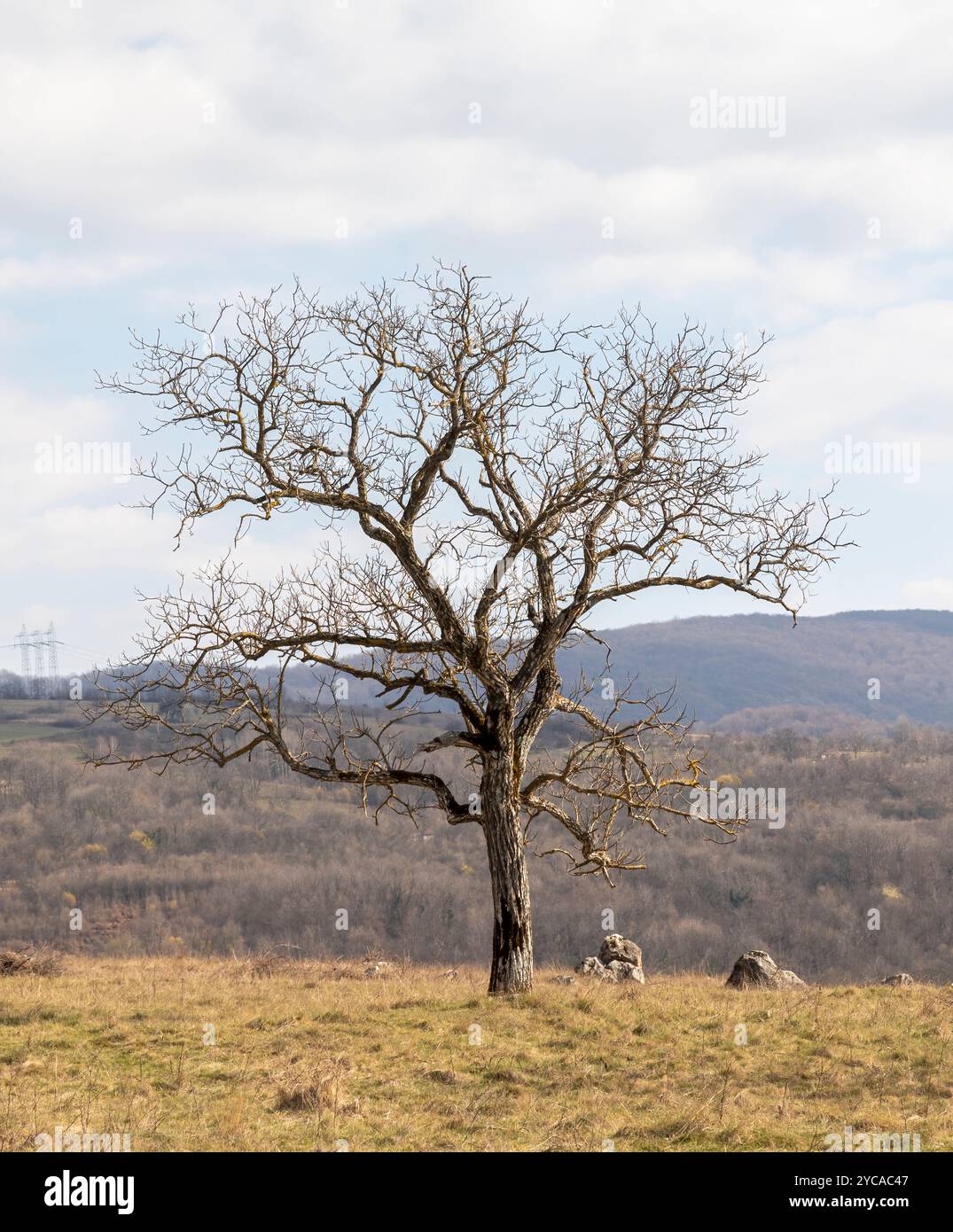 Tree in the middle of the field hi-res stock photography and images - Alamy