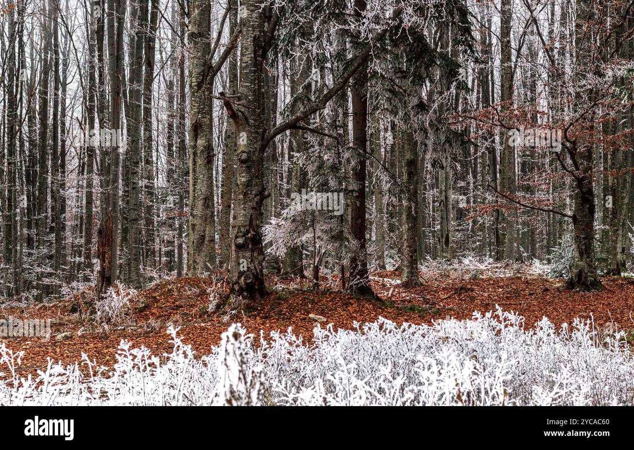 A frozen forest during the day, photographic art, wallpapers, paintings ...