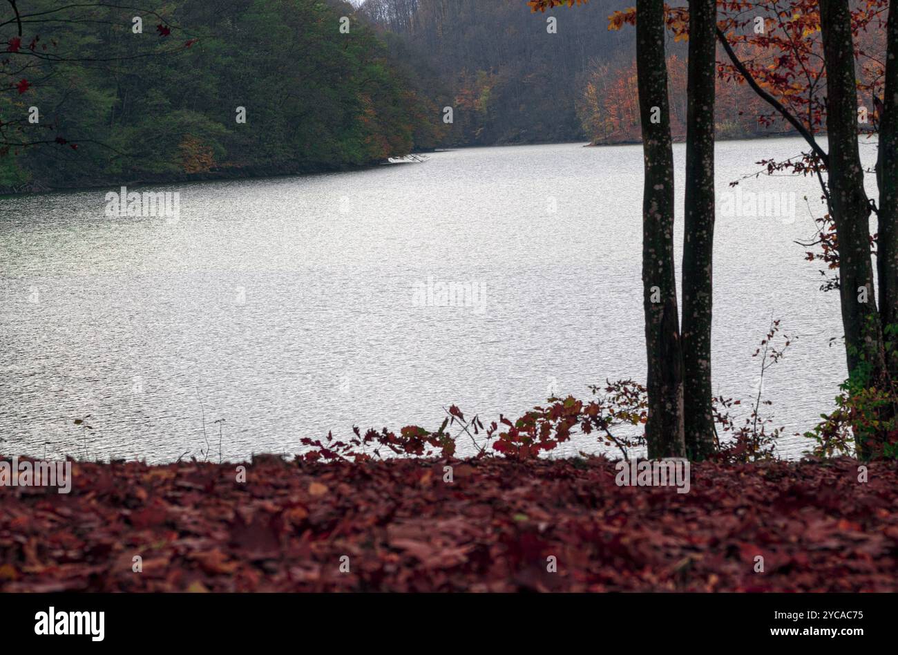 A frozen lake inside a forest Stock Photo - Alamy