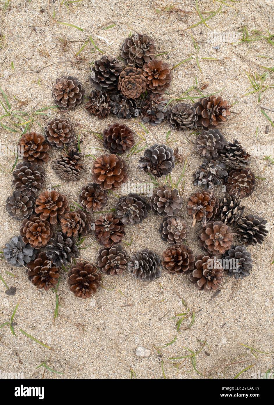 Pine cones on japanese hi-res stock photography and images - Alamy