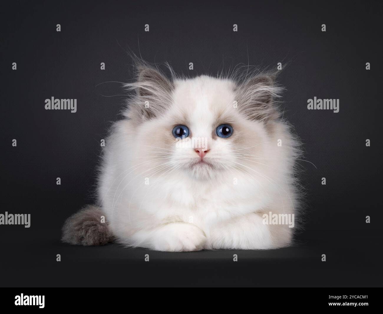 Cute fluffy Ragdoll cat kitten, laying down facing front. Paws folded ...