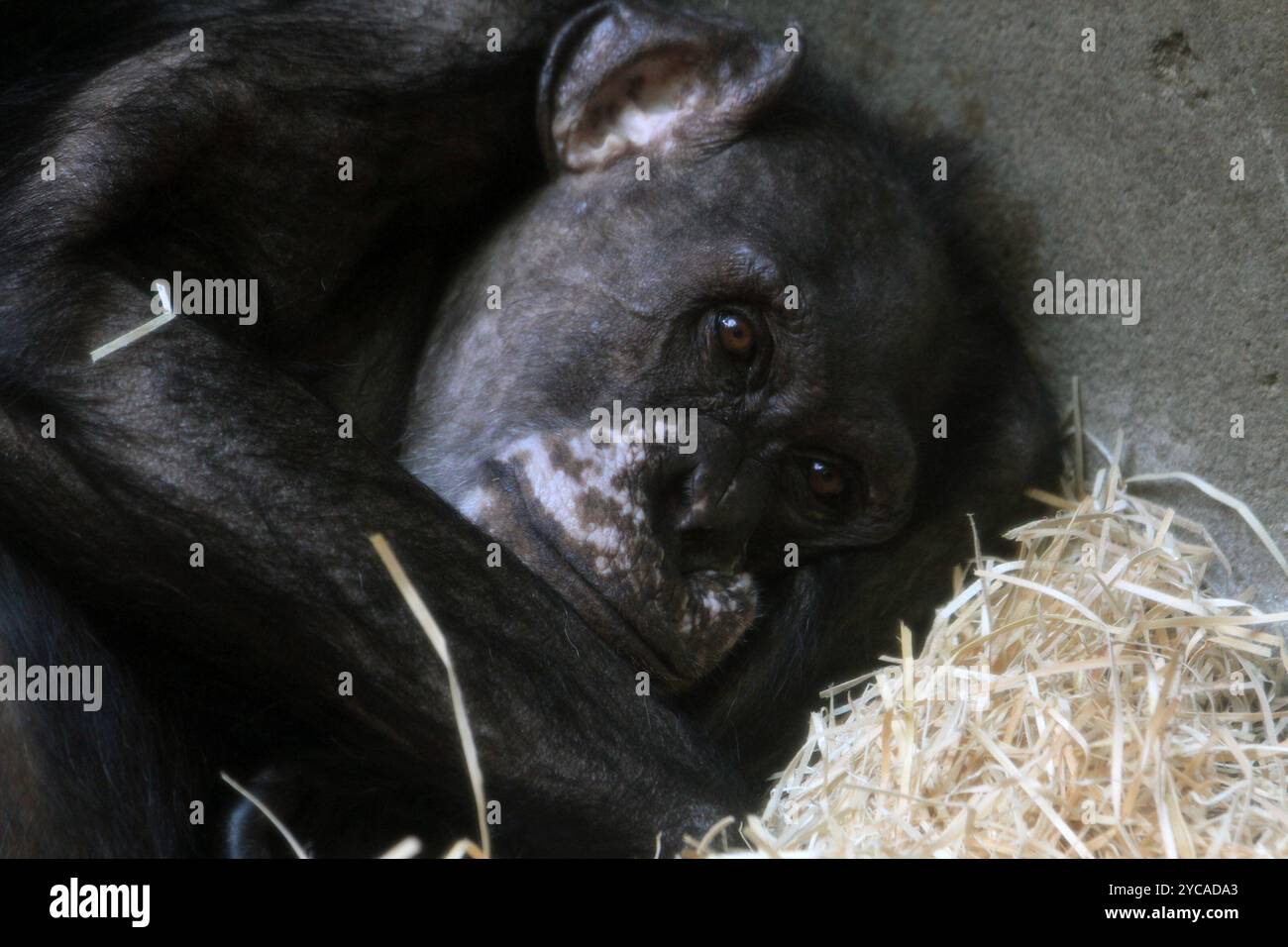 Chimp monkey hi-res stock photography and images - Alamy