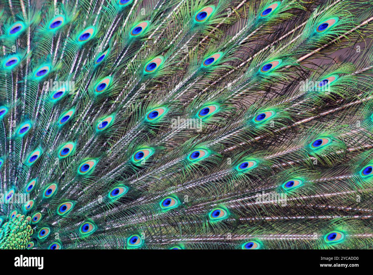 nice big peacock texture as very nice color background Stock Photo - Alamy