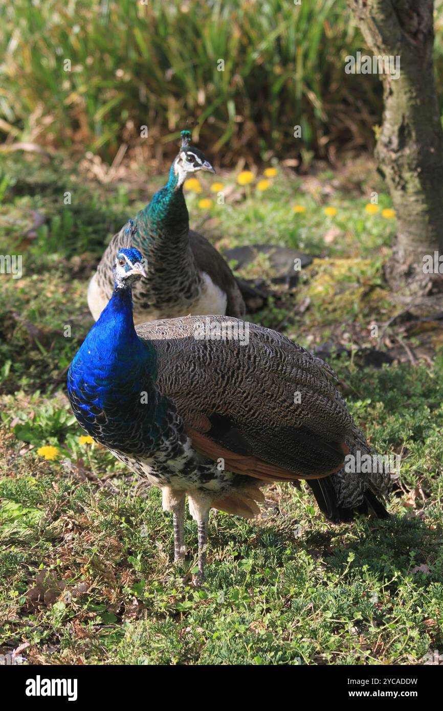 Nice pair hi-res stock photography and images - Alamy