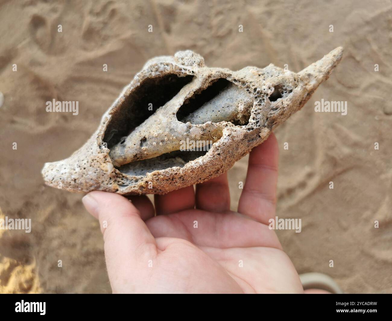 very old sea shell in human hand Stock Photo - Alamy