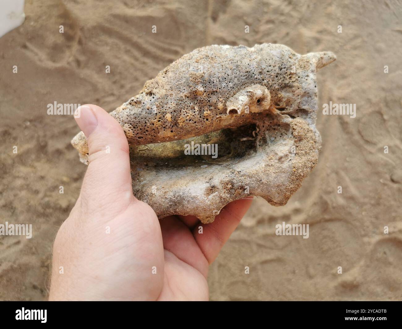 very old sea shell in human hand Stock Photo - Alamy