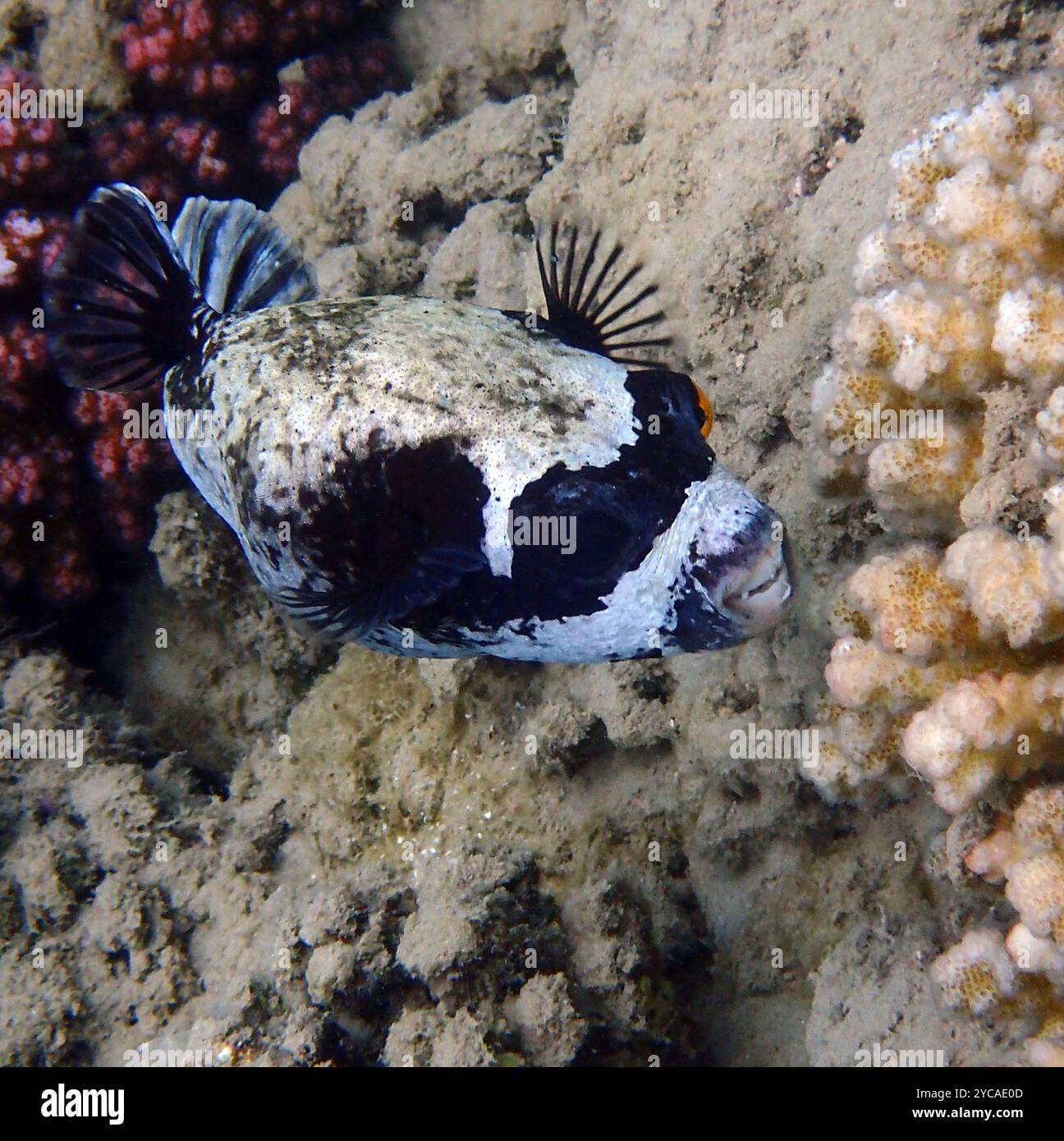 masked puffer fish is swimming in the red sea Stock Photo - Alamy