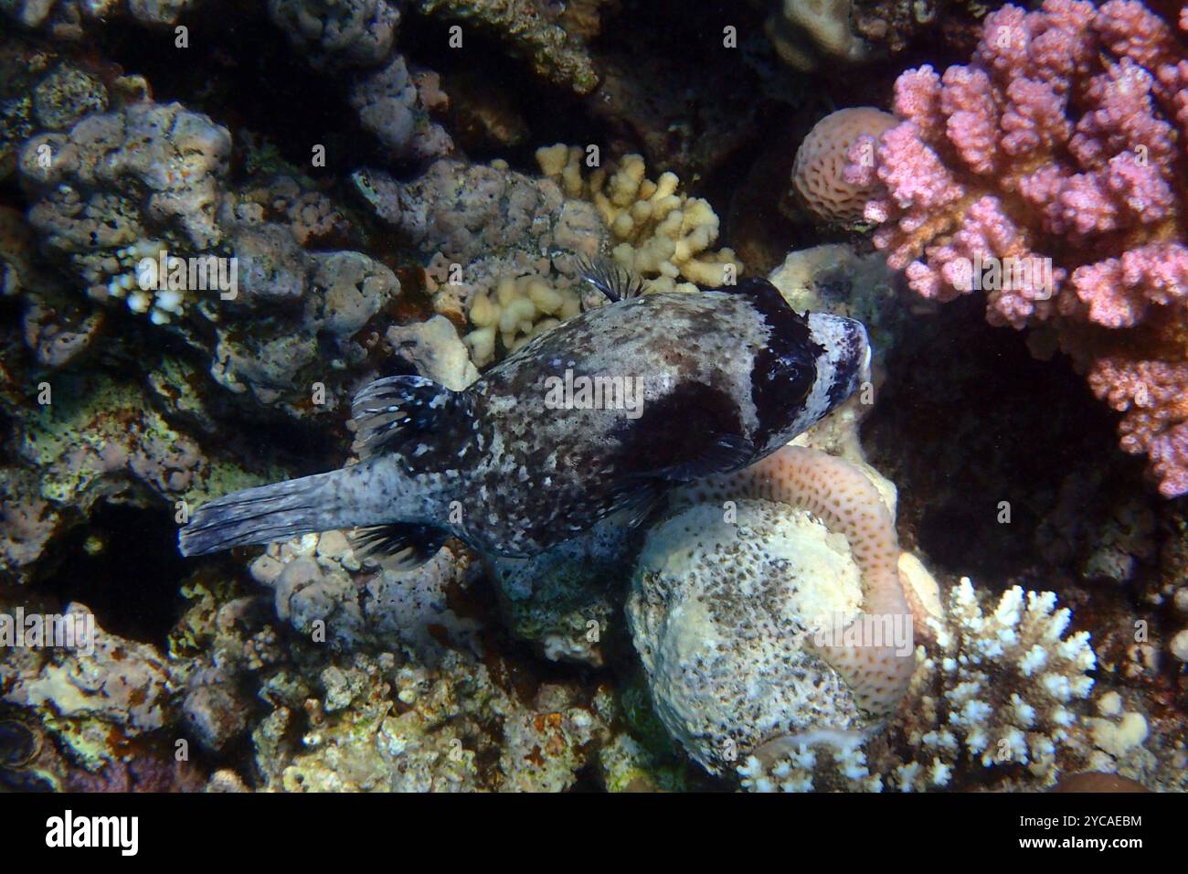masked puffer fish is swimming in the red sea Stock Photo - Alamy