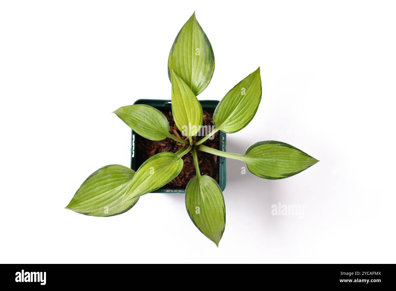 Top view of 'Hosta x tardiana June' plant with lime green leaves with ...