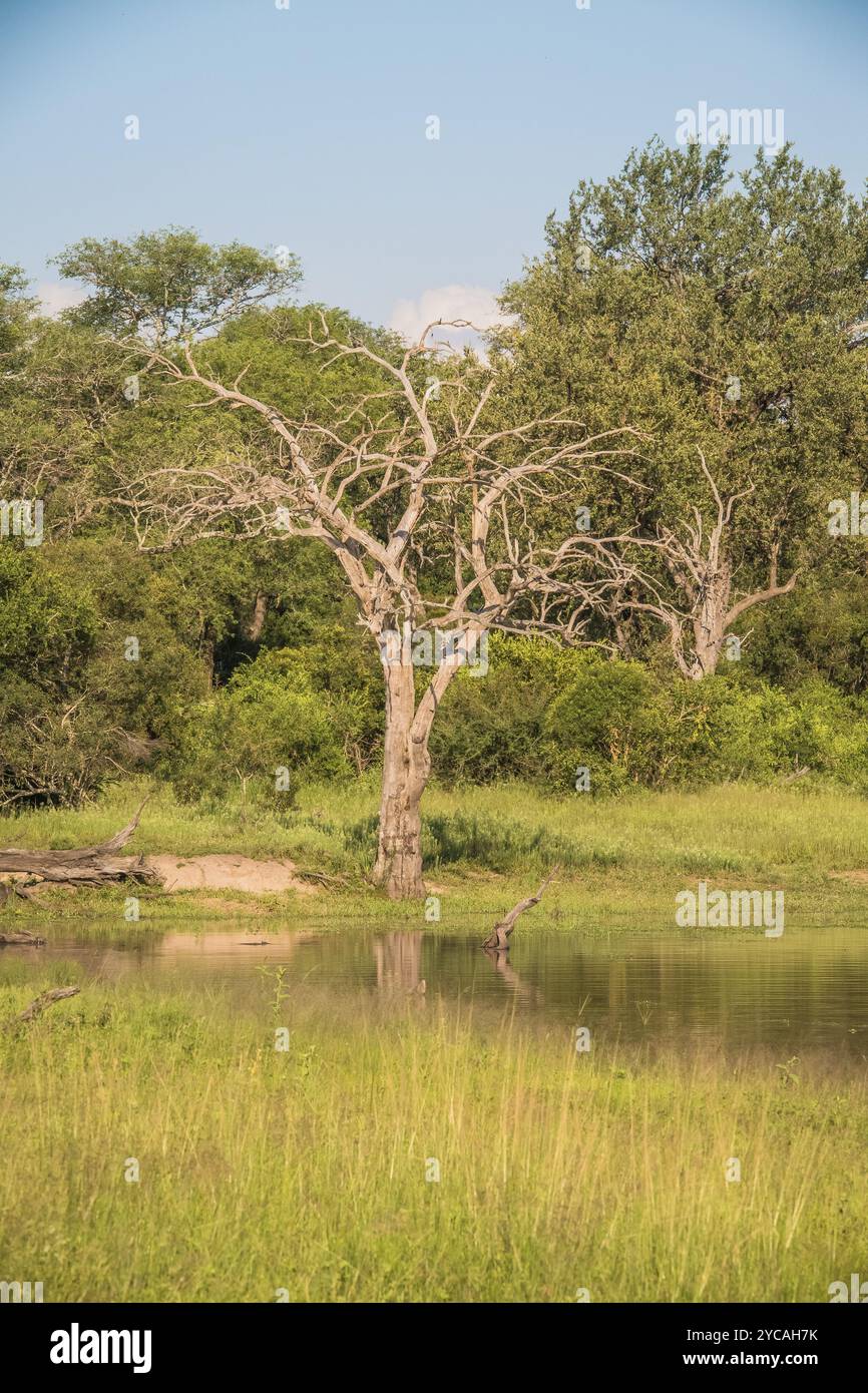 Scenic view bushveld waterhole hi-res stock photography and images - Alamy