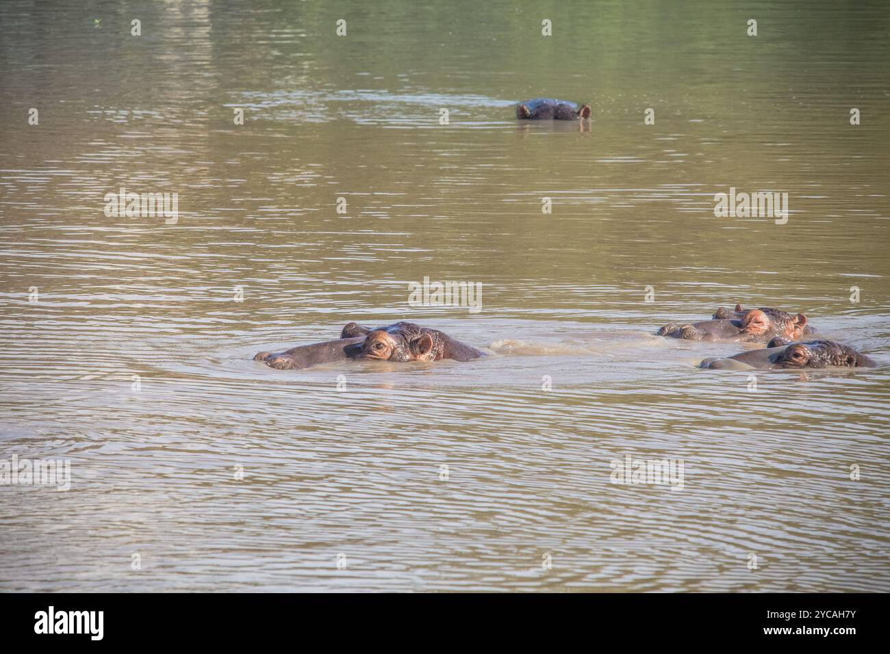 Hippopotamus in wetland environment hi-res stock photography and images ...
