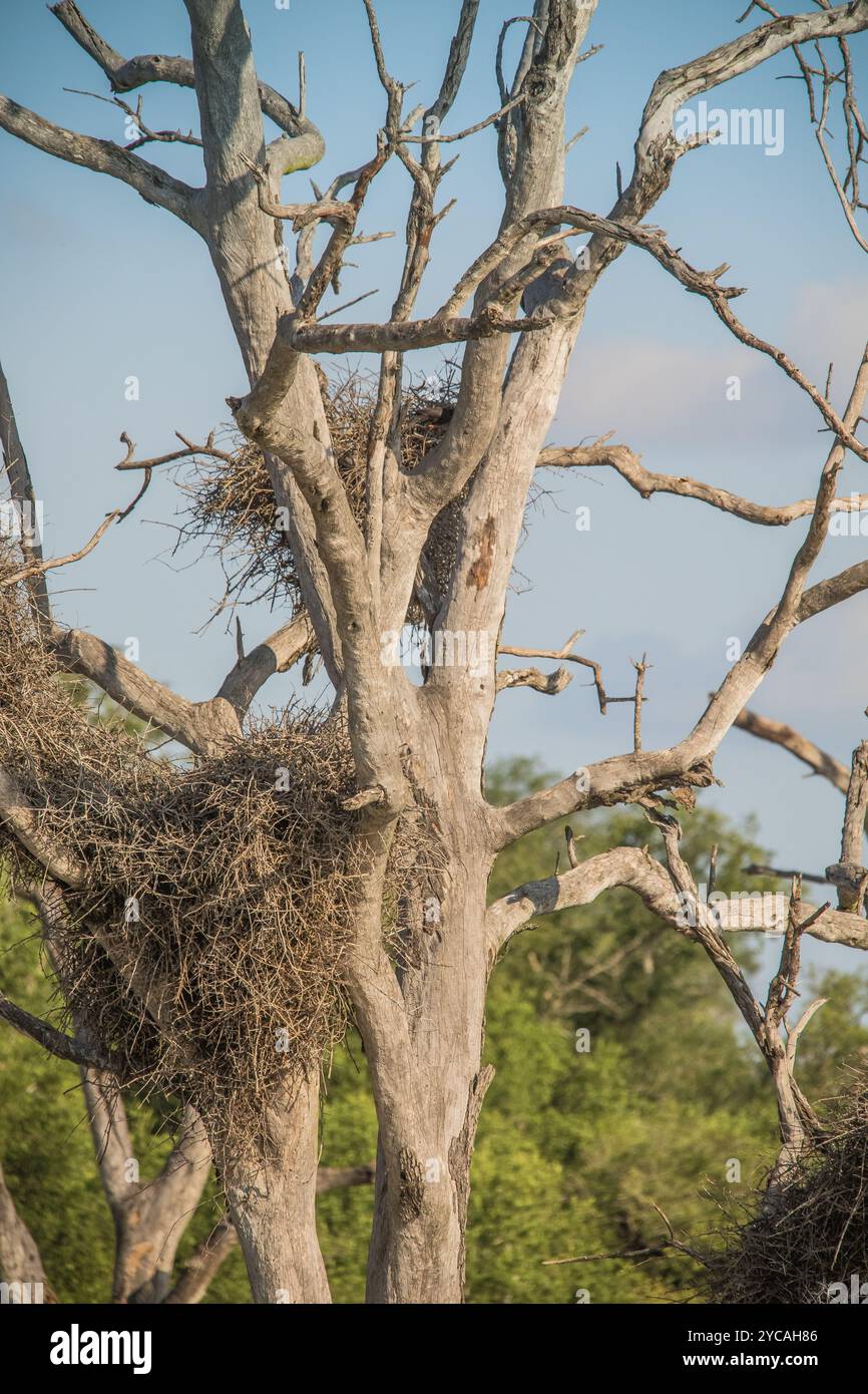 Savannahbiome hi-res stock photography and images - Alamy