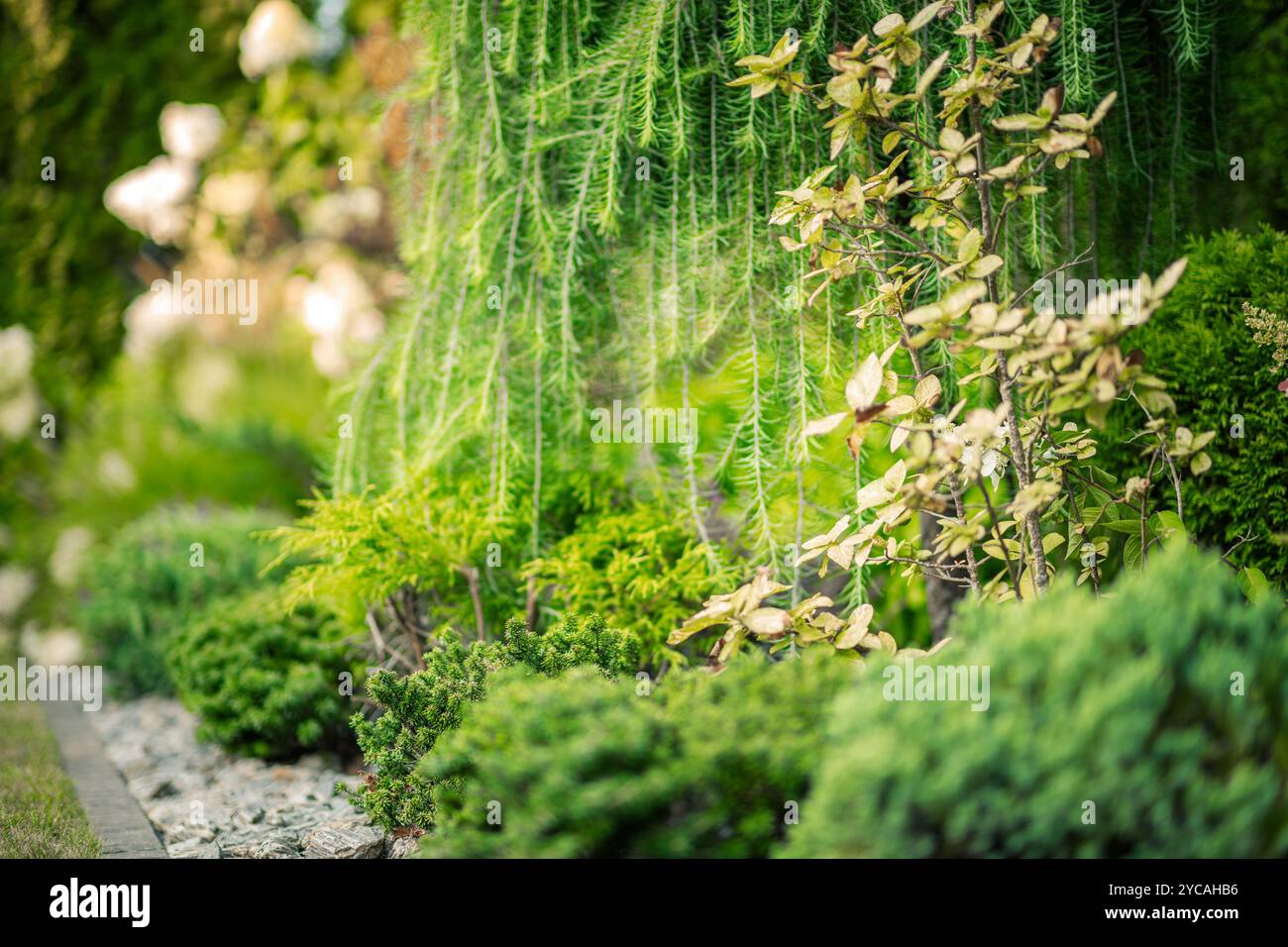 A vibrant garden showcases an array of lush greenery and ornamental ...