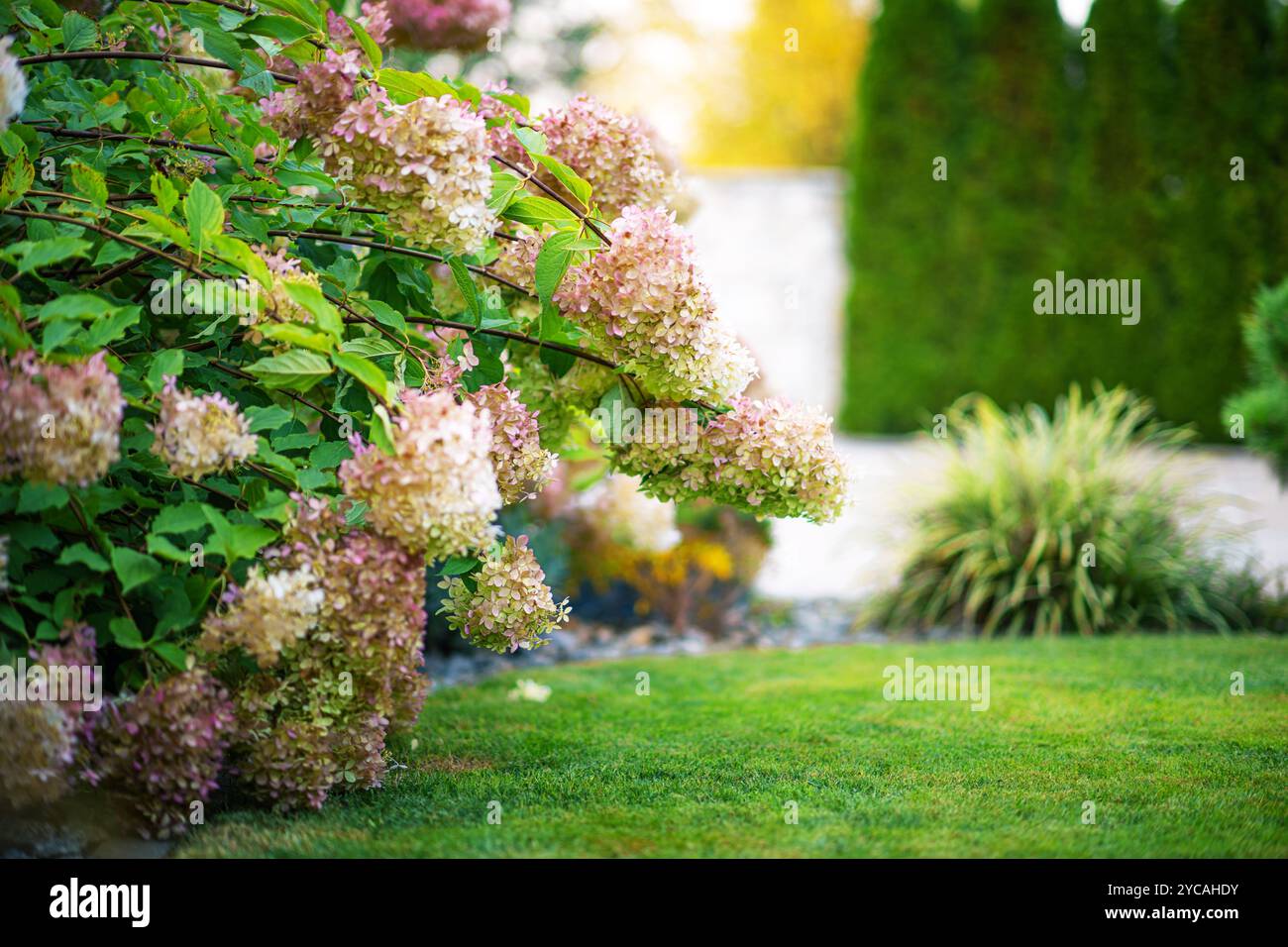 Hydrangeas bloom vibrantly in a tranquil garden, showcasing shades of ...